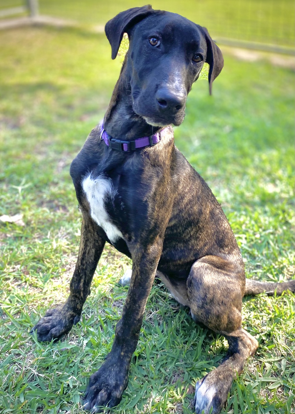 Midge - Large Female Bull Arab x Bullmastiff Mix Dog in QLD - PetRescue