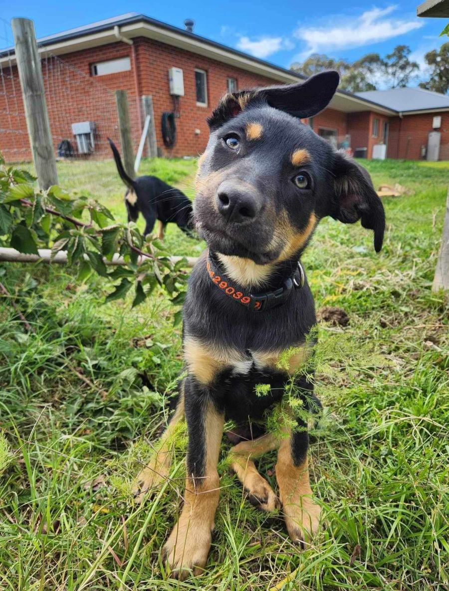 Irwin - Medium Male Kelpie Dog in VIC - PetRescue