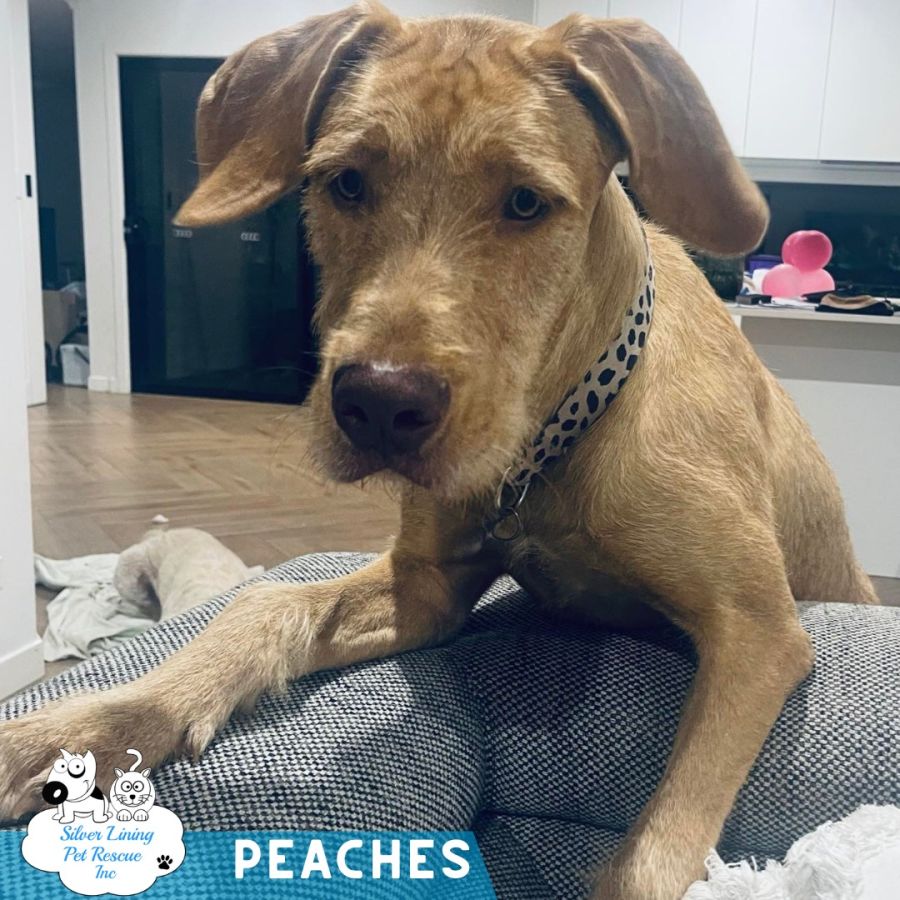 Peaches - Large Female Wolfhound Dog in QLD - PetRescue