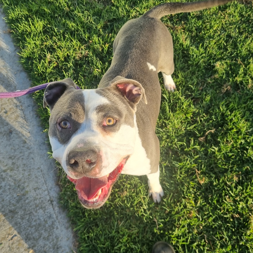 Kovu - Large Male American Staffy Mix Dog in VIC - PetRescue