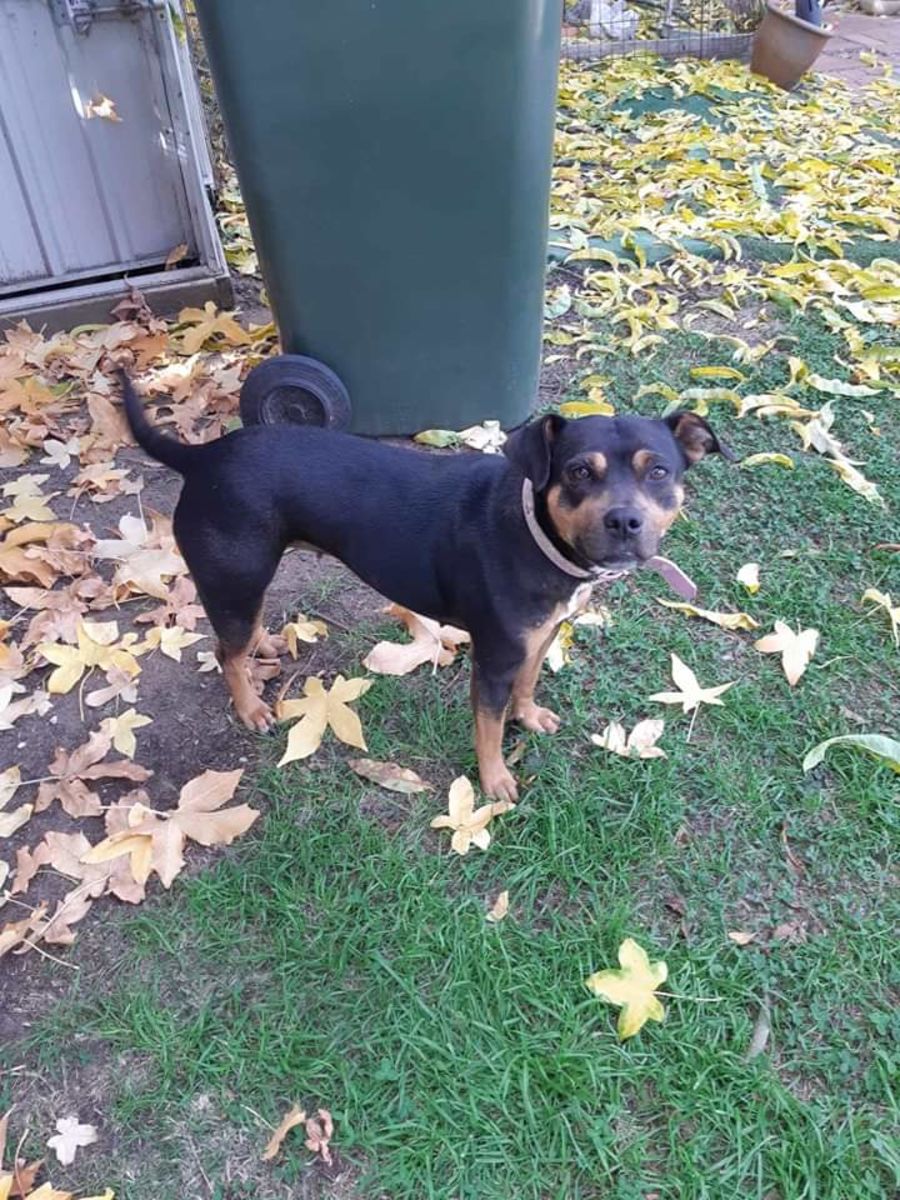 Sasha - Small Female Jack Russell Terrier x Rottweiler Mix Dog in VIC ...