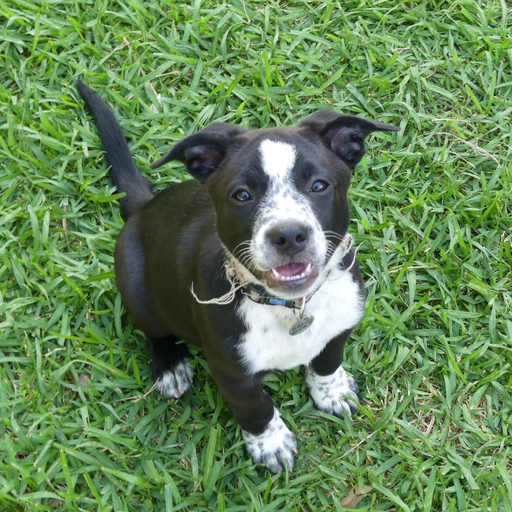 Brin - Medium Female Mixed Breed Dog in WA - PetRescue