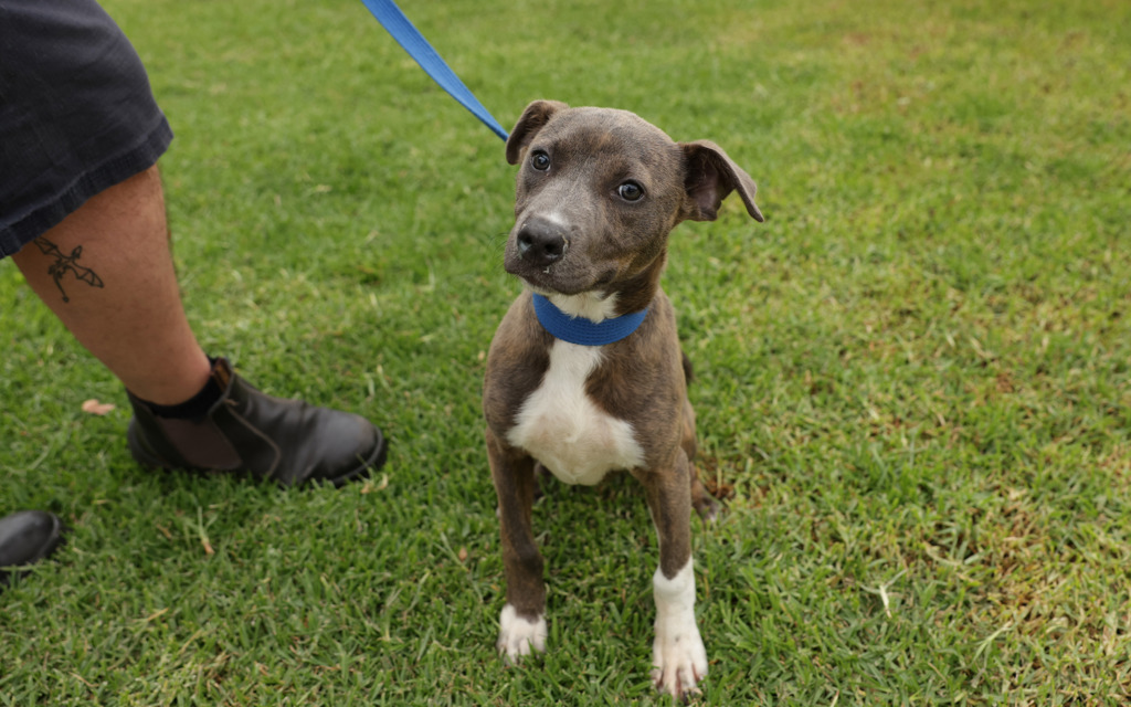 Candice - Small Female Staffy Mix Dog in VIC - PetRescue