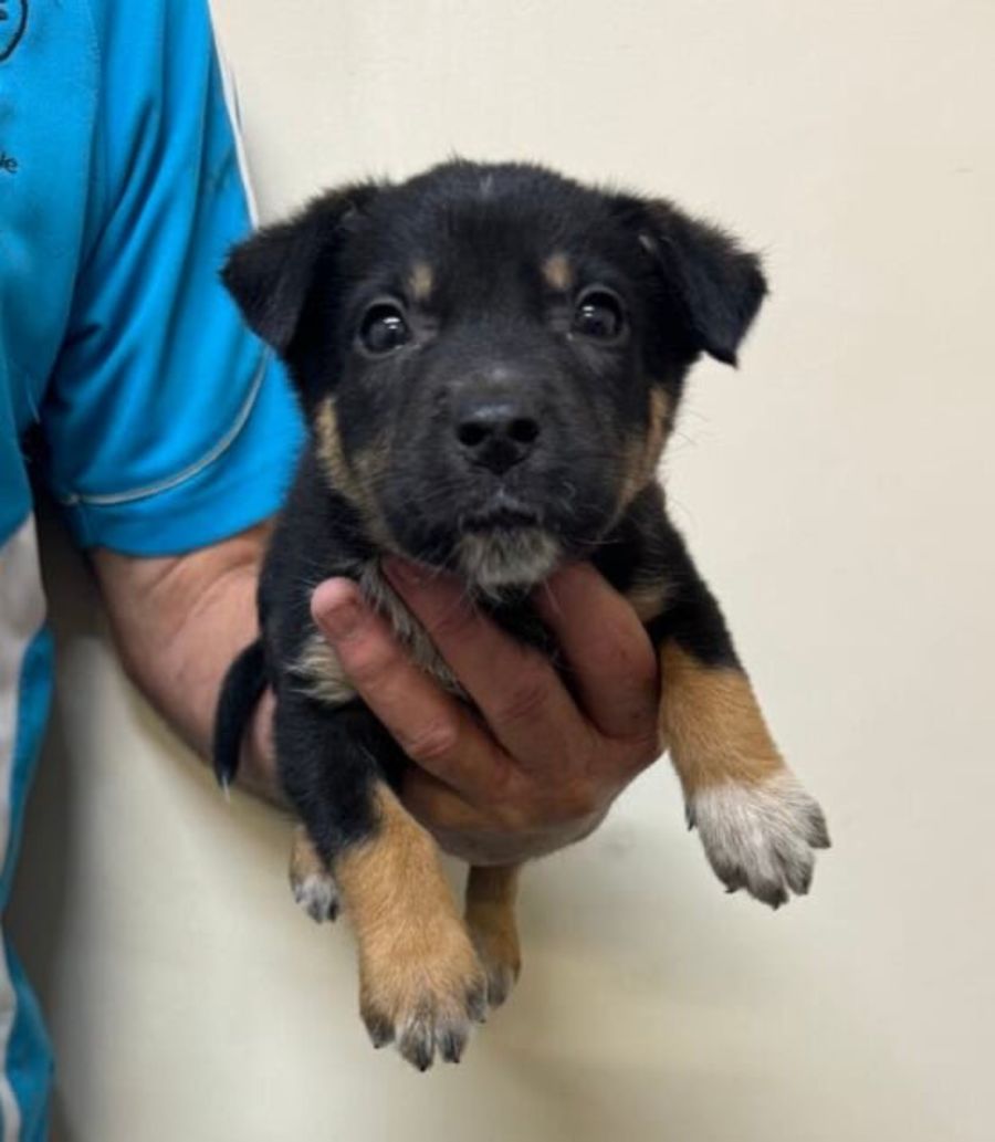 Jackson - Medium Male Australian Cattle Dog x Border Collie Dog in QLD ...