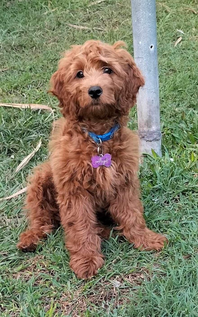 Edward - Small Male Cavalier King Charles Spaniel x Mixed Breed Mix Dog ...