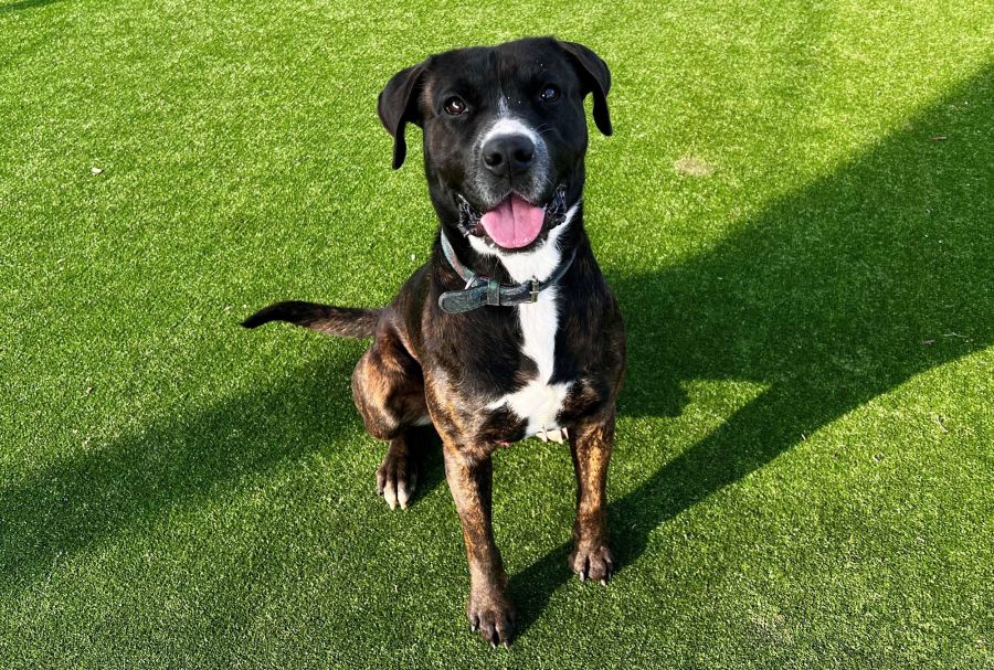 Braxton imp 629 - Large Male Border Collie x Staffy Mix Dog in NSW ...
