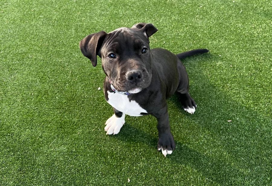Mulan imp 852 - Medium Female Staffy Dog in NSW - PetRescue