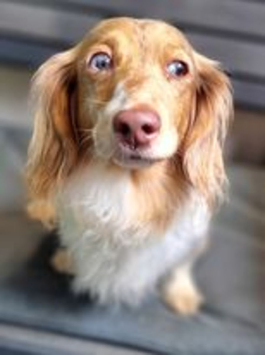 Maisie - Small Female Dachshund Dog in NSW - PetRescue