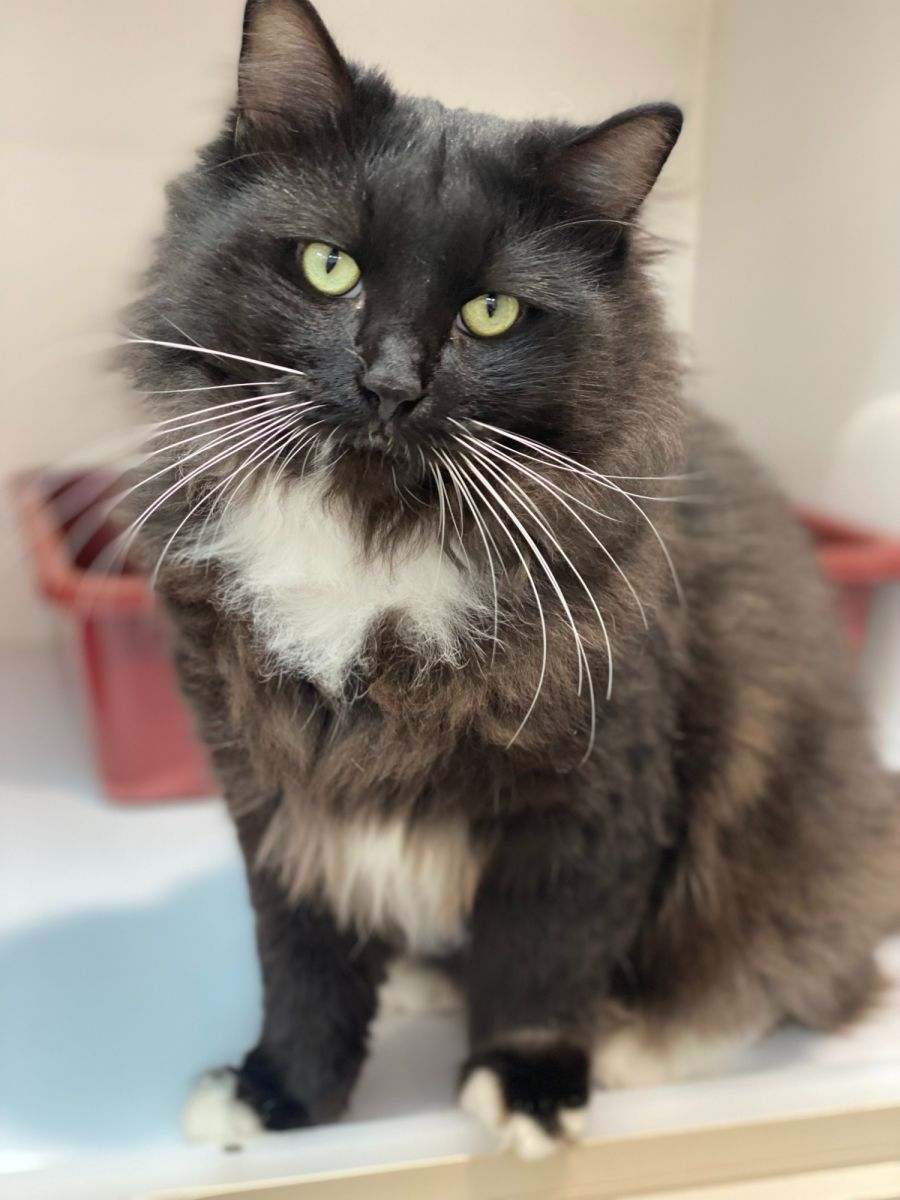 Loki (6742) - Male Ragdoll Mix Cat in NSW - PetRescue