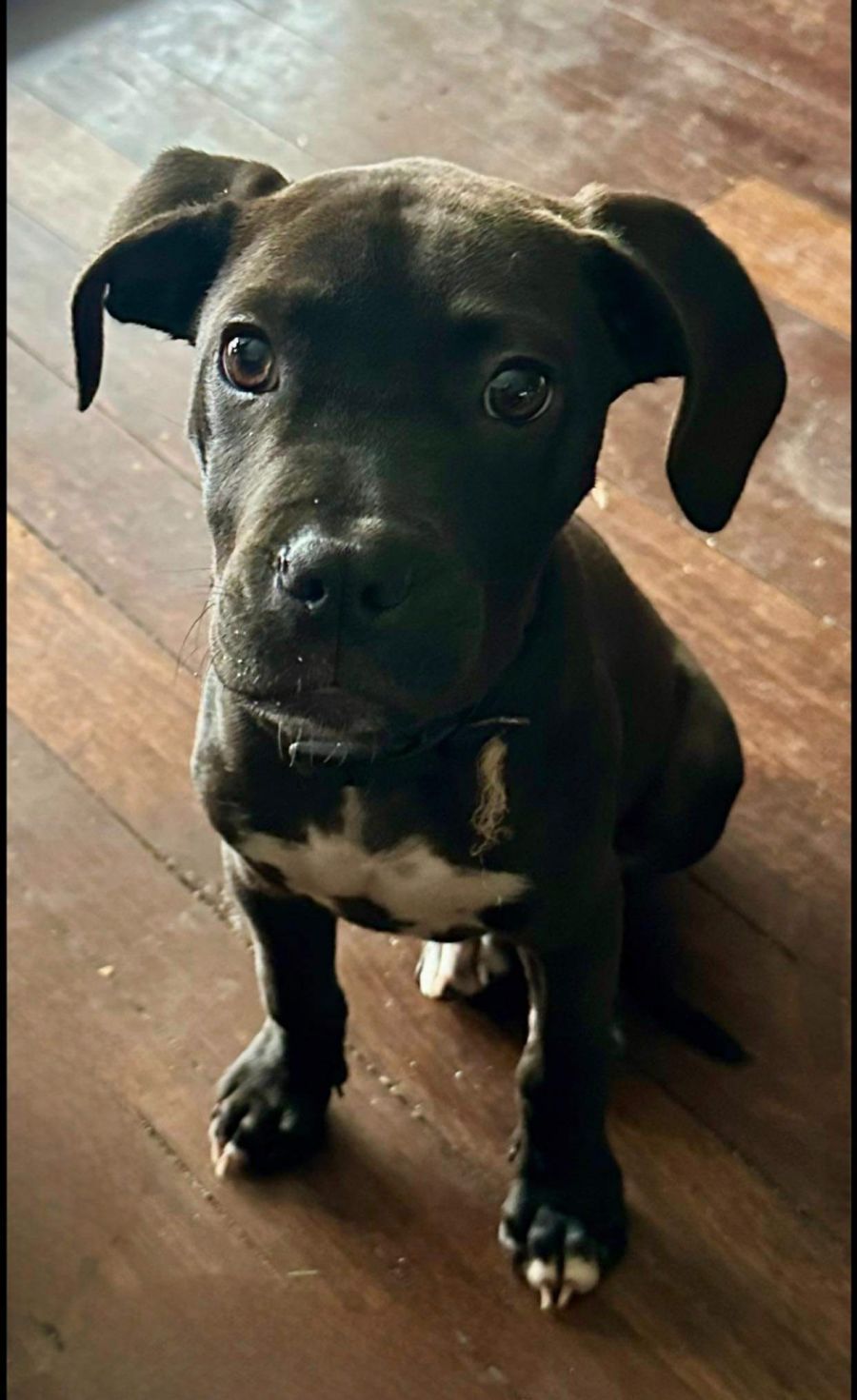 Roxy (6553) - Small Female Staffordshire Bull Terrier Mix Dog in NSW ...