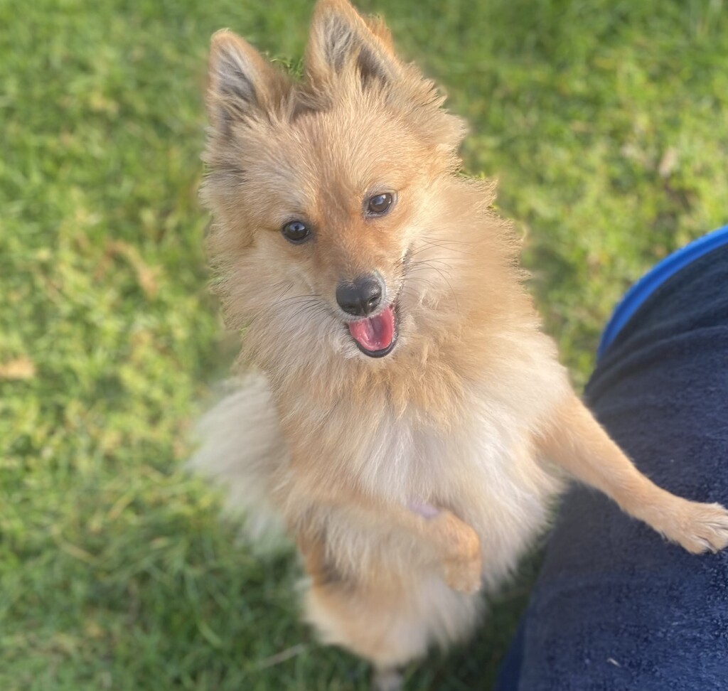 Fizz - Small Male Pomeranian Dog in VIC - PetRescue