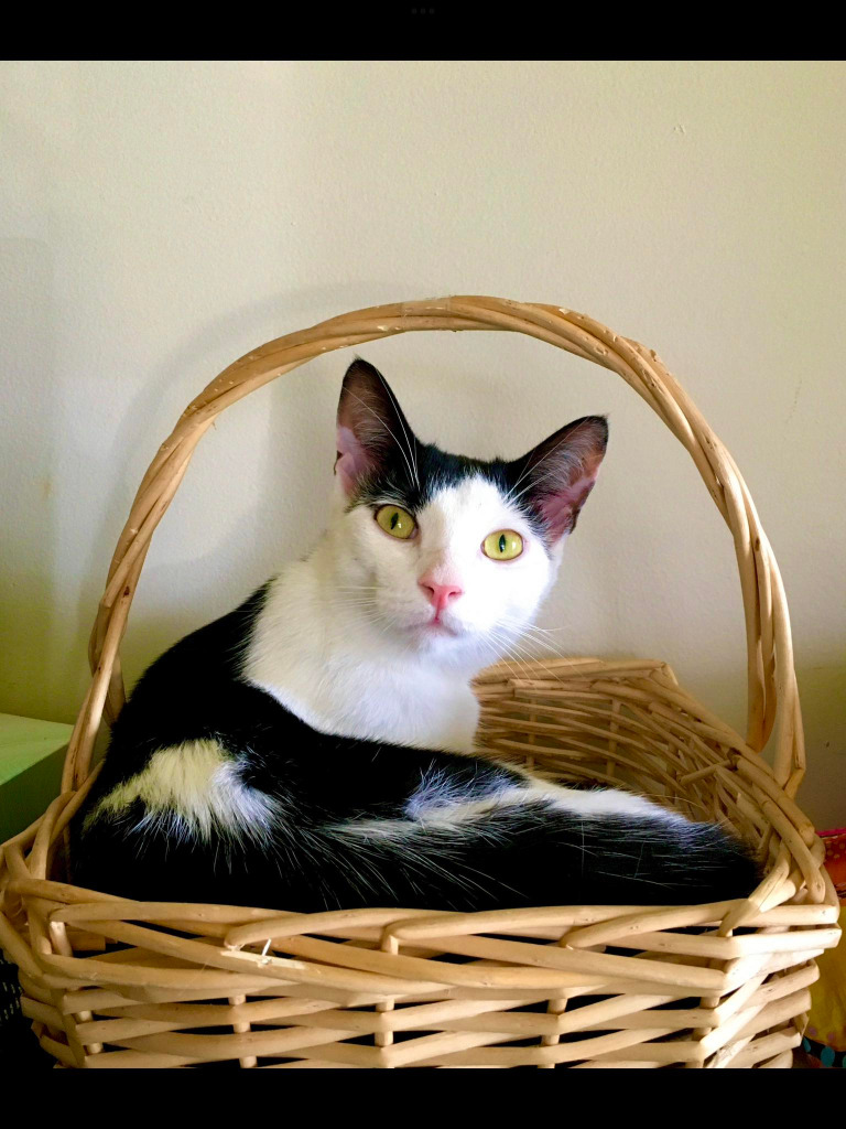 Sebastion - Male Selkirk Rex Cat in VIC - PetRescue