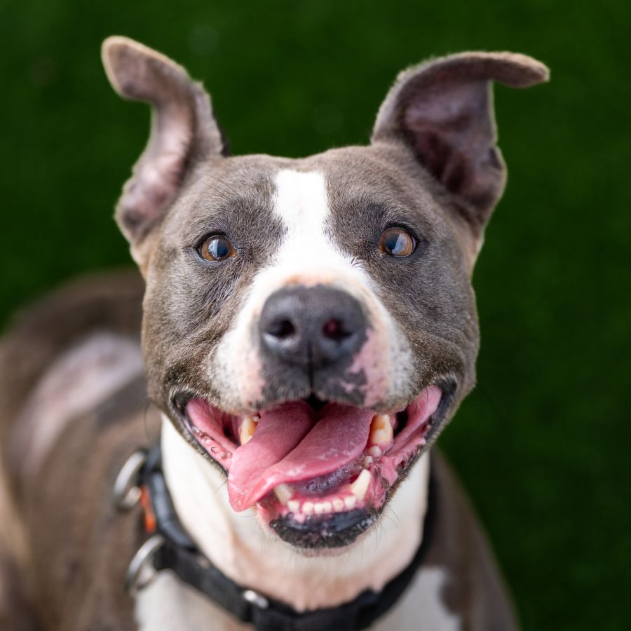 Empress imp 664 - Large Female Staffy Dog in NSW - PetRescue