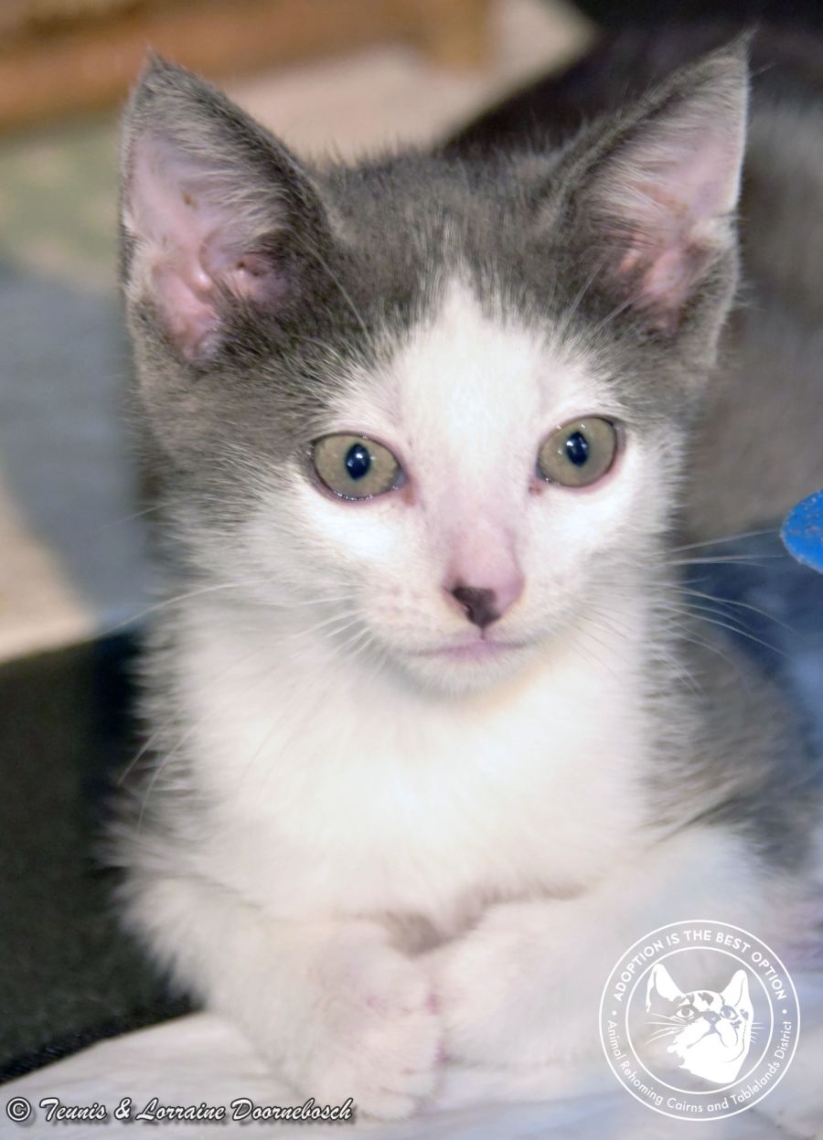 Poppet - Female Domestic Short Hair Cat in QLD - PetRescue