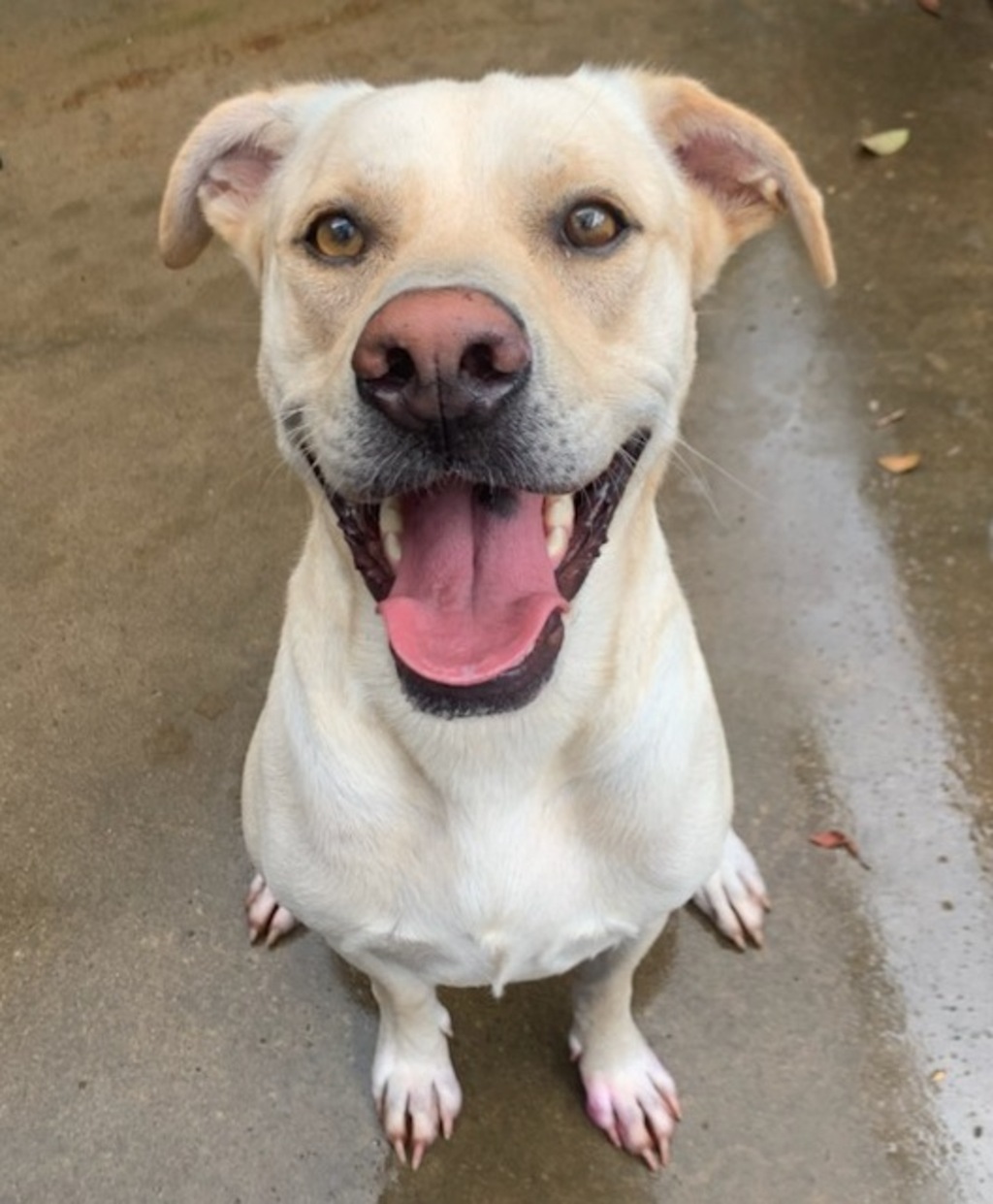 Narla - Medium Female Labrador Retriever Mix Dog in QLD - PetRescue