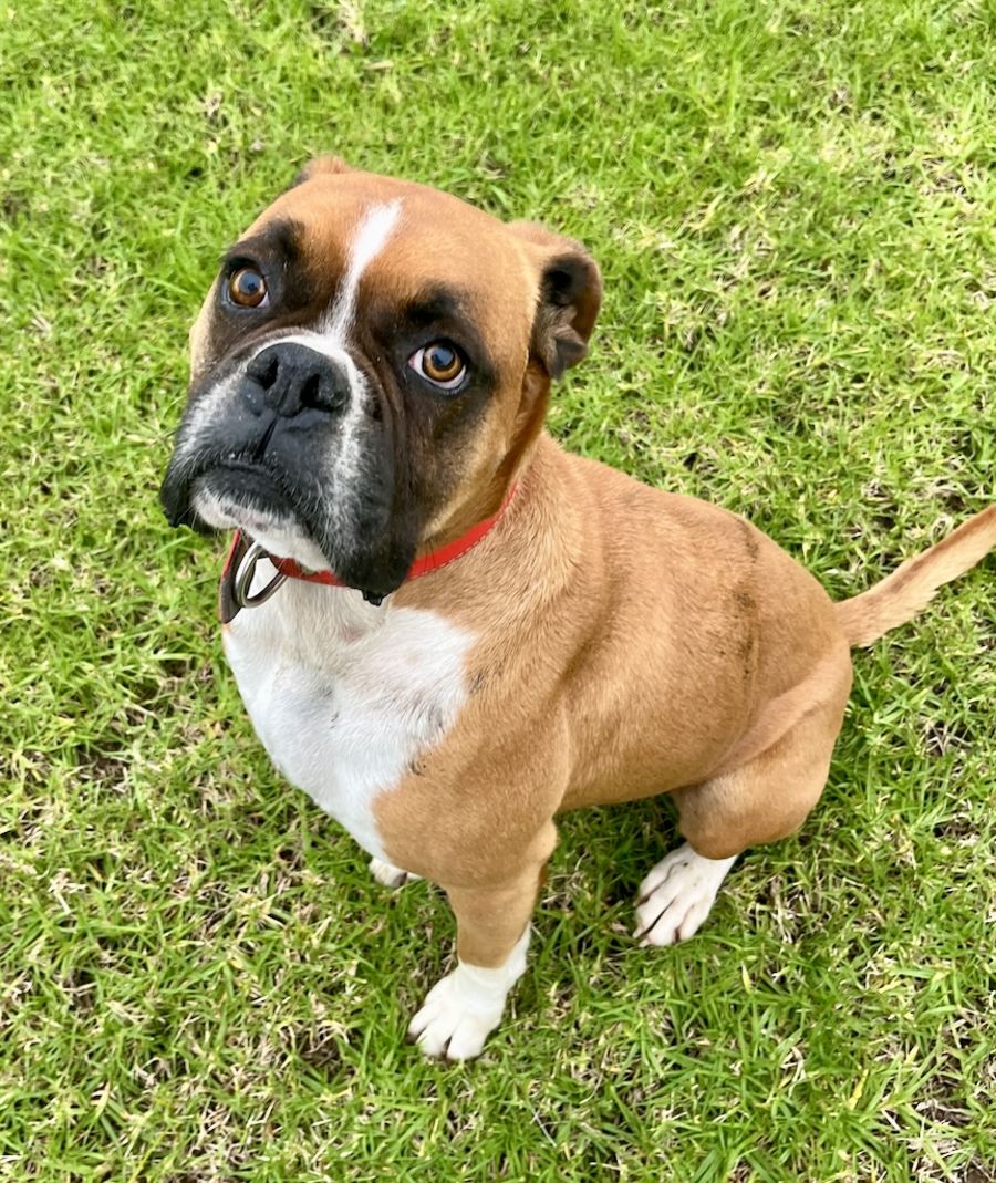 Albus - Medium Male Boxer Dog in NSW - PetRescue