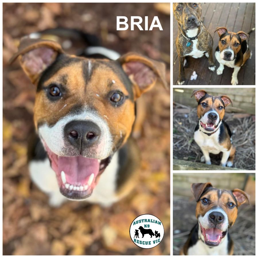 Bria - Medium Female Staffy Mix Dog in VIC - PetRescue