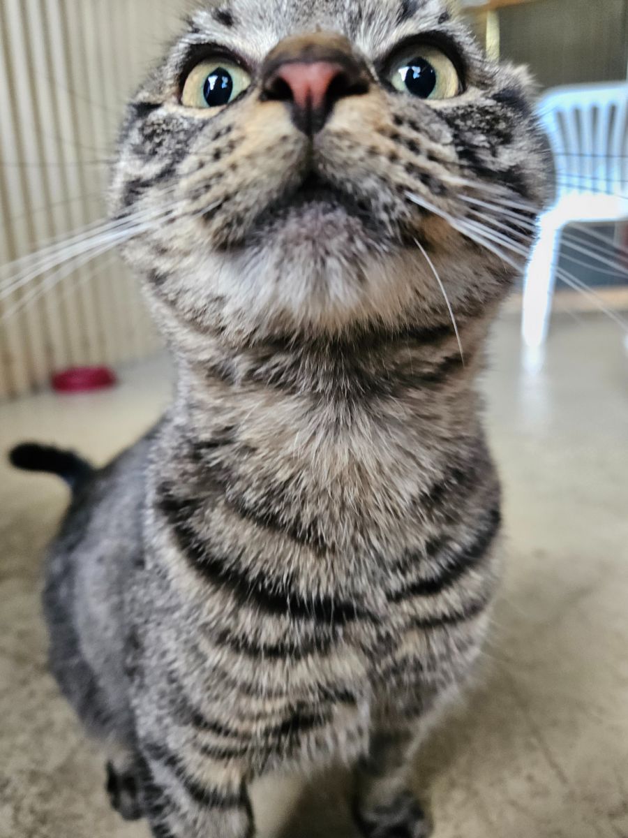 Edwina - Male Domestic Short Hair Cat in NSW - PetRescue