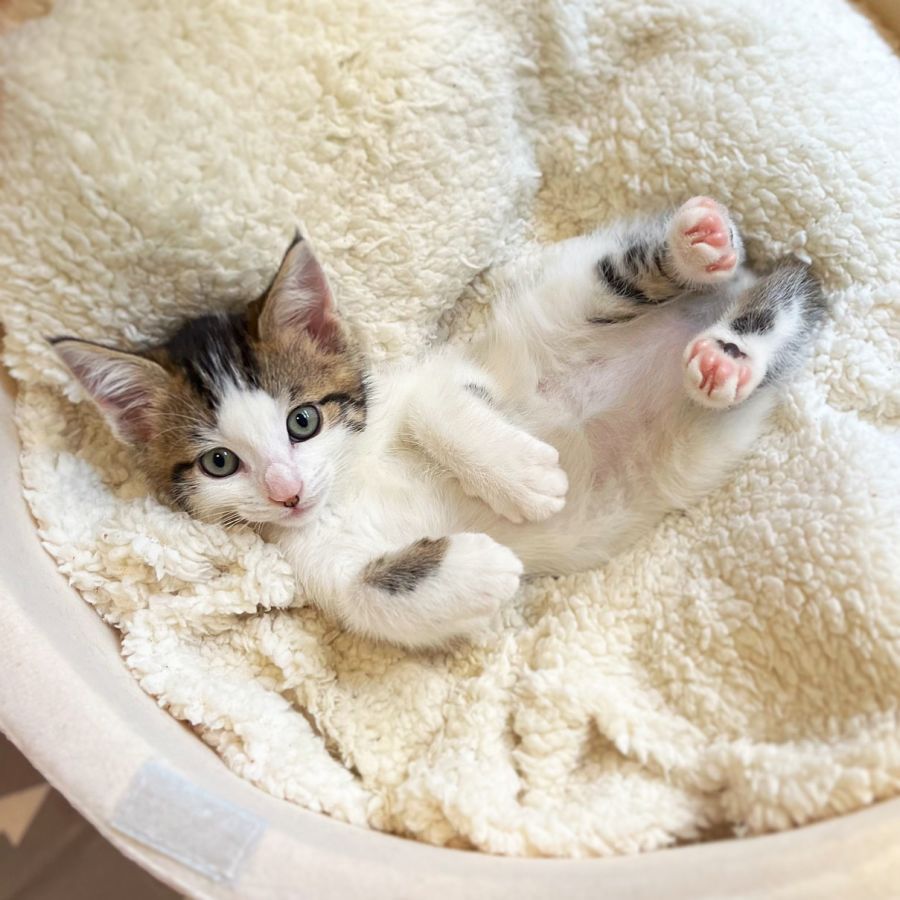 Penn - Male Manx Mix Cat in NSW - PetRescue