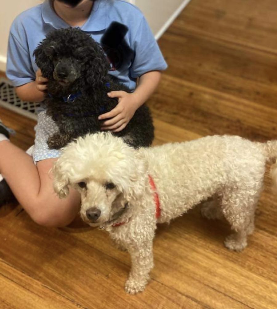 Panda & Oscar - Small Male Poodle Dog in VIC - PetRescue