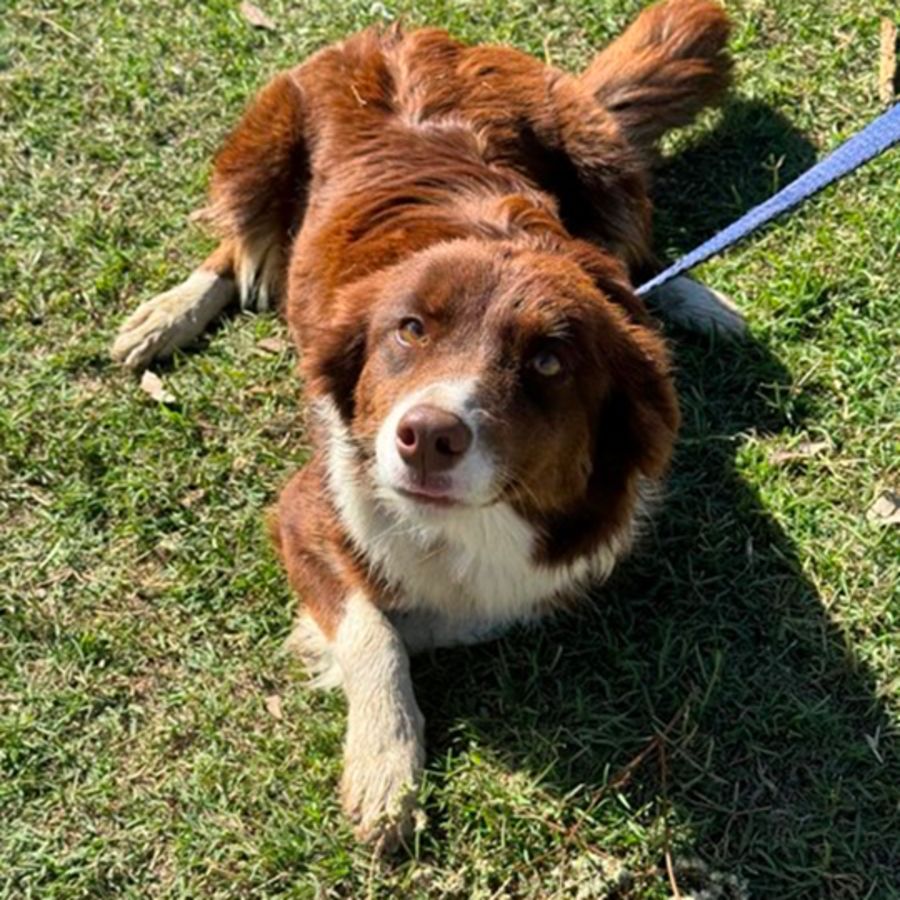 Foxy - Medium Female Border Collie Dog in QLD - PetRescue