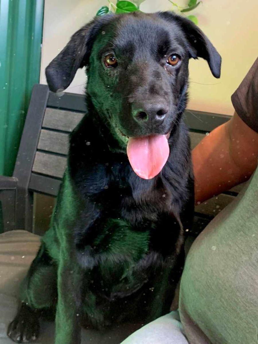 Jett - Medium Male Labrador Mix Dog in NSW - PetRescue