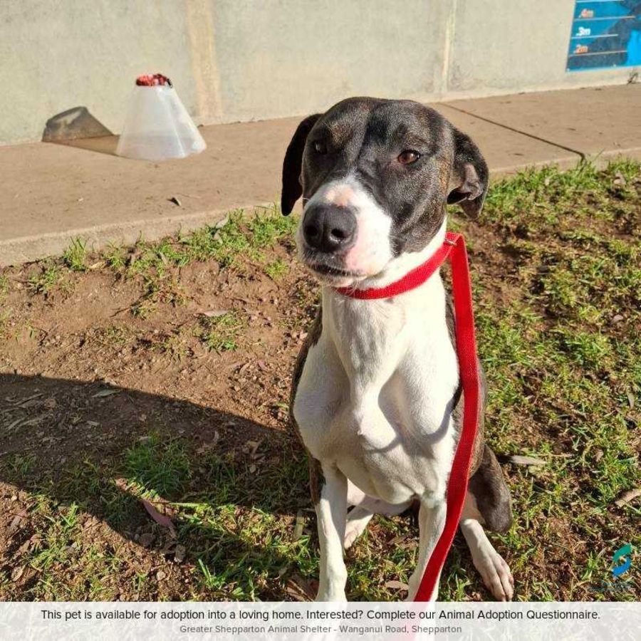Merida - Large Female Bull Arab Crossed Dog in VIC - PetRescue