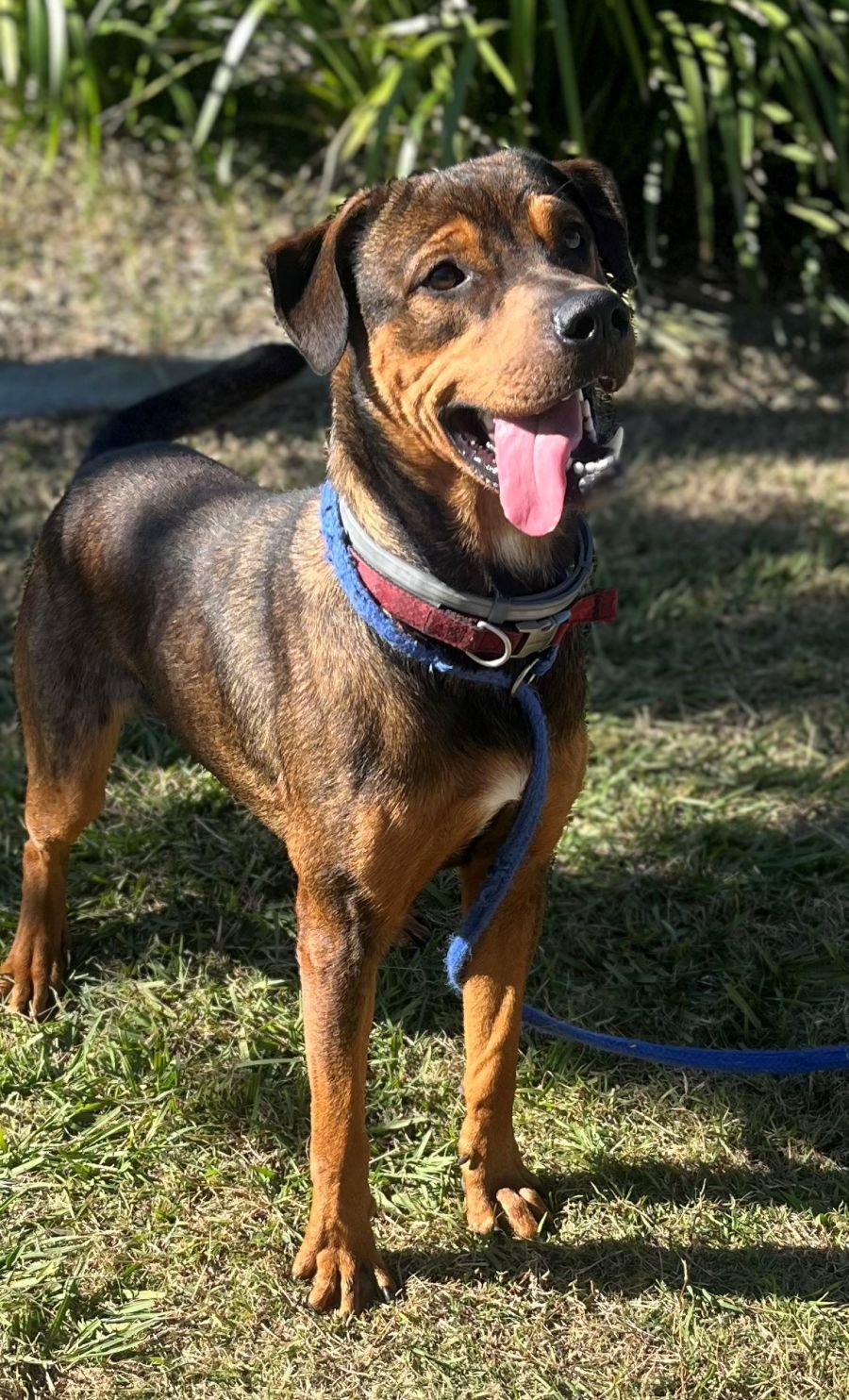 Cheryl (6500) - Large Female Rottweiler Cross x Labrador Mix Dog in NSW ...