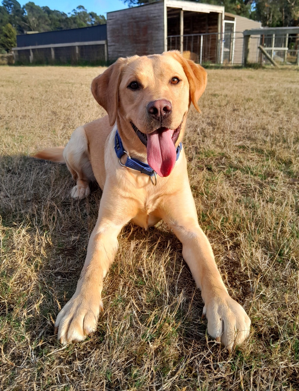 Rae - Medium Female Labrador Dog in TAS - PetRescue