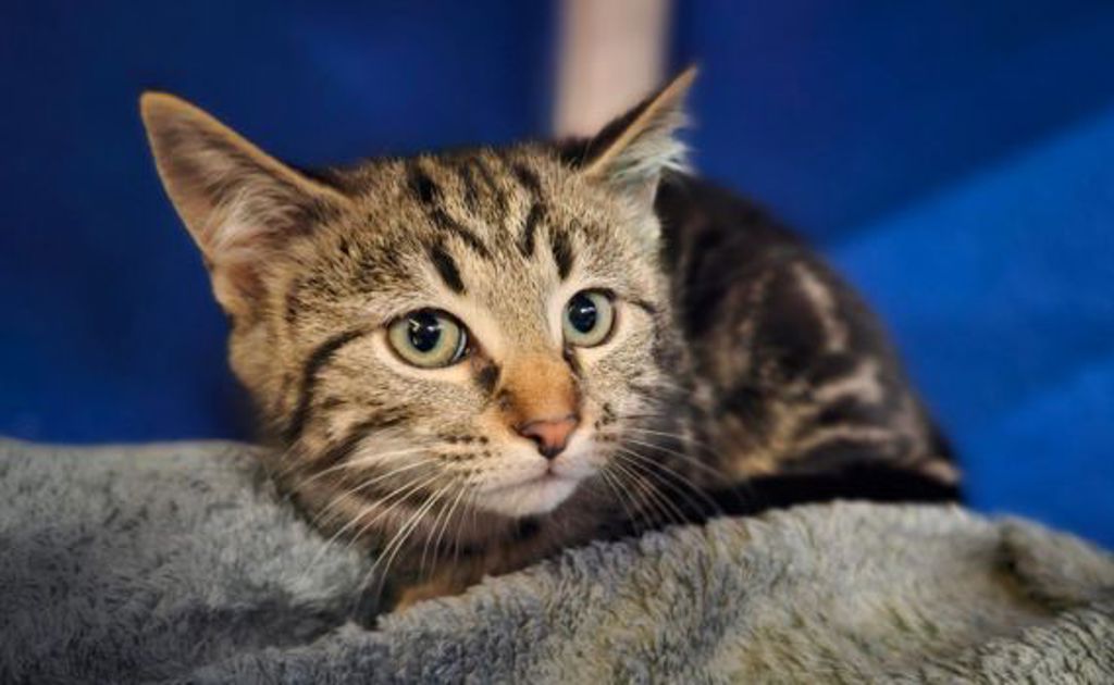 Poppet - Female Domestic Short Hair Mix Cat in VIC - PetRescue