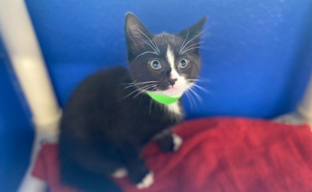 Roderick - Male Domestic Short Hair Mix Cat in VIC - PetRescue
