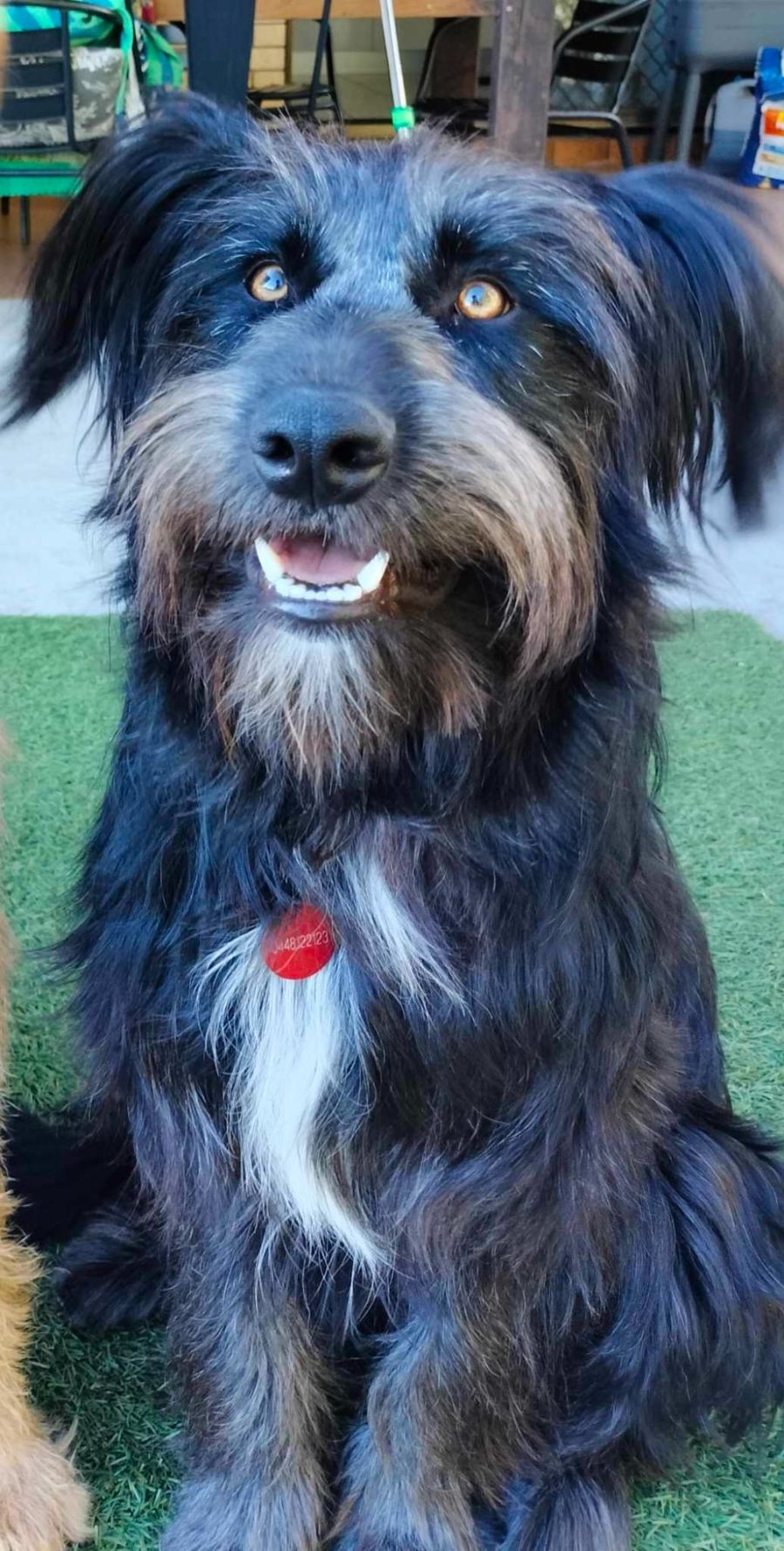 Rio - Medium Male Smithfield Collie Mix Dog in QLD - PetRescue