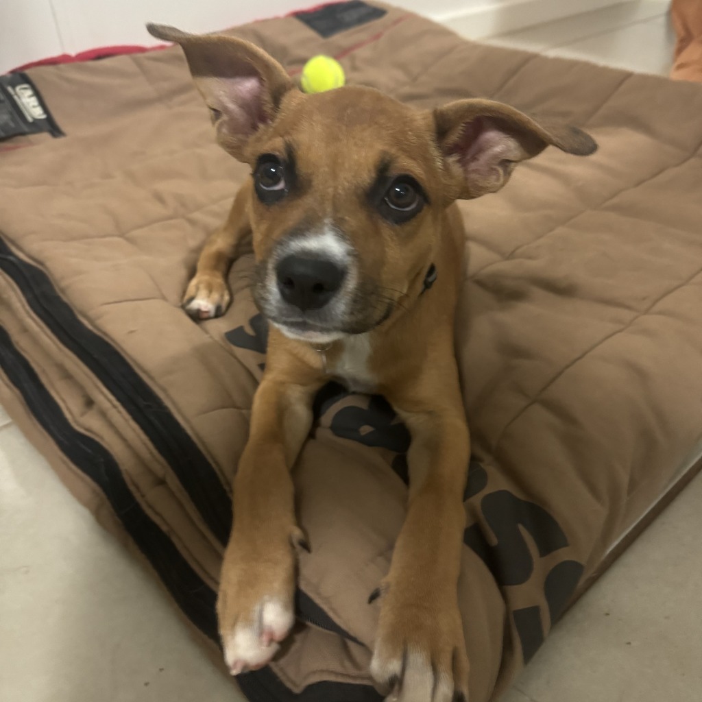 Suki - Medium Female Mixed Breed Dog in WA - PetRescue