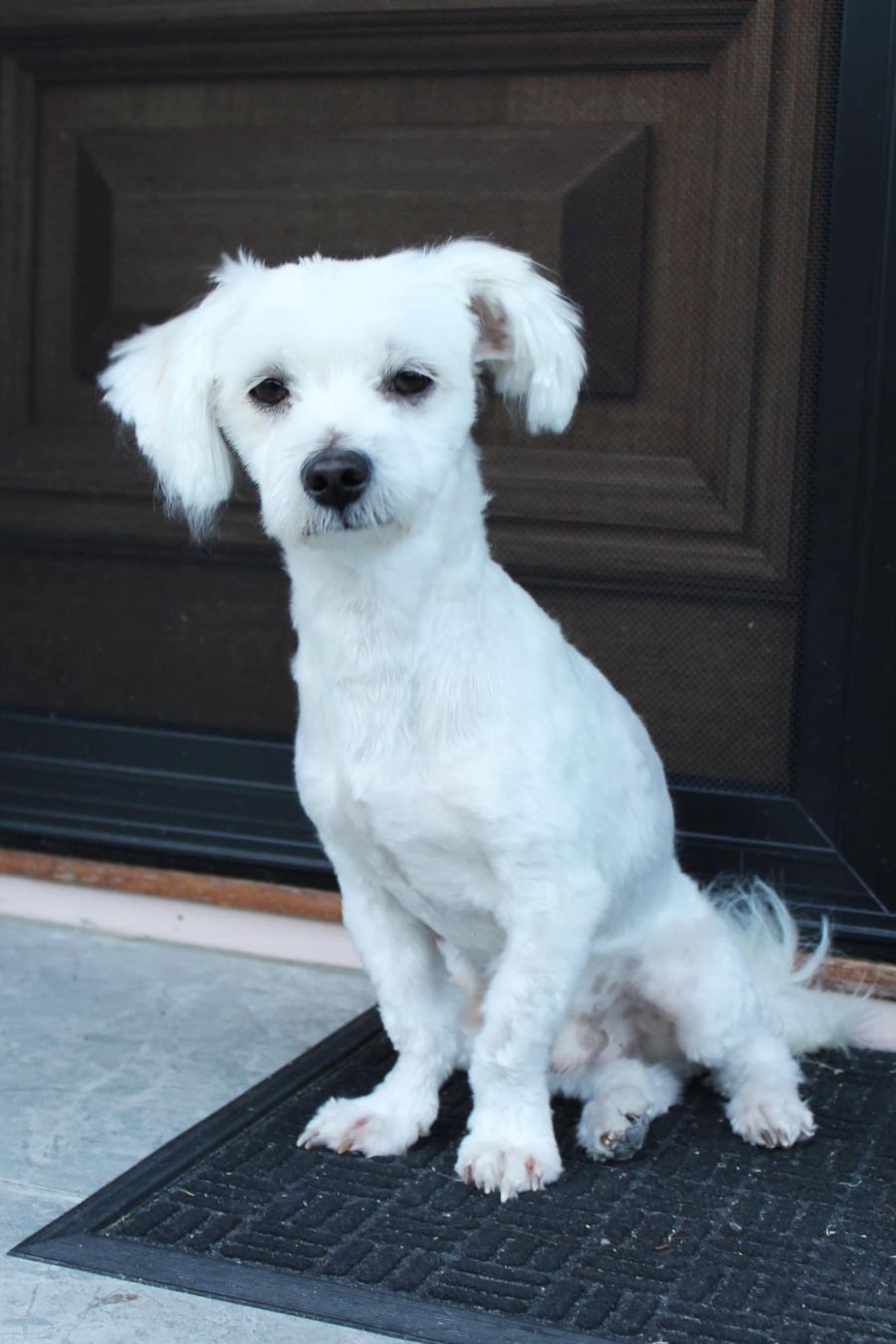 Hamish - Small Male Maltese Dog in QLD - PetRescue