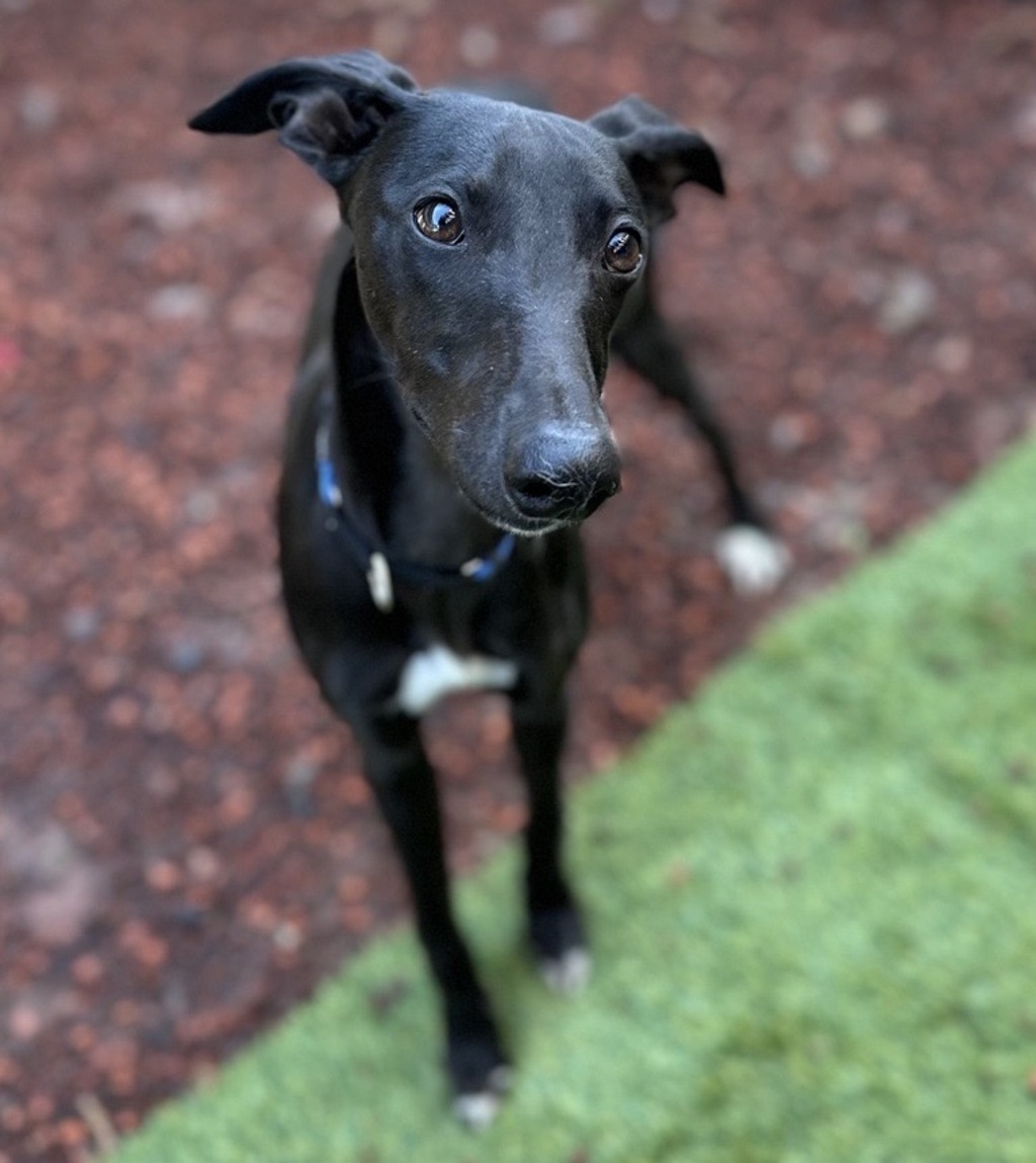 Ted - Medium Male Whippet Dog in VIC - PetRescue