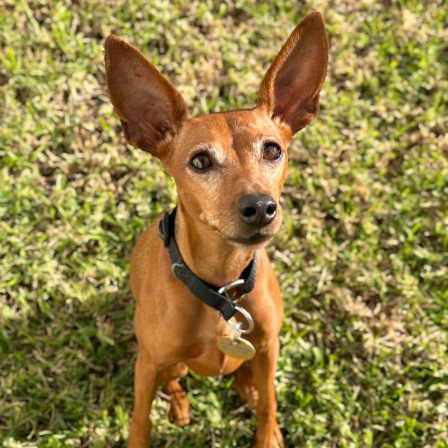 Dolly - Small Female Mini Pinscher Dog in VIC - PetRescue