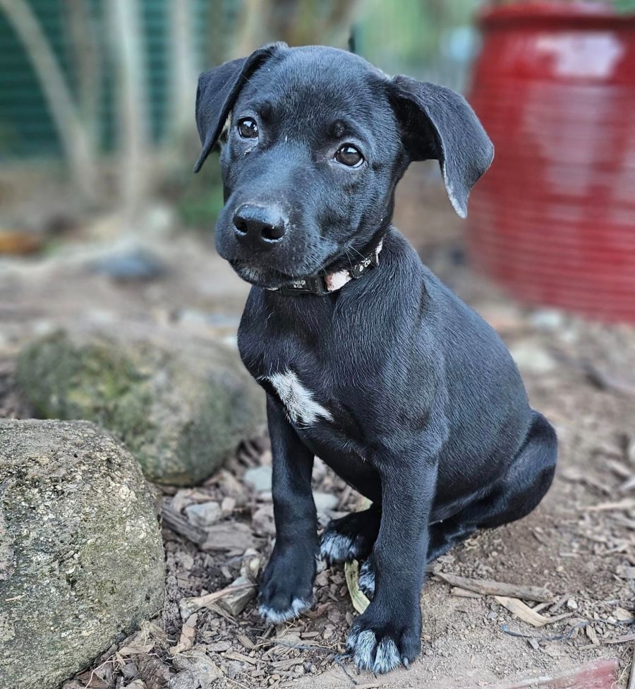 Arlo - Medium Male Staffy Mix Dog in QLD - PetRescue