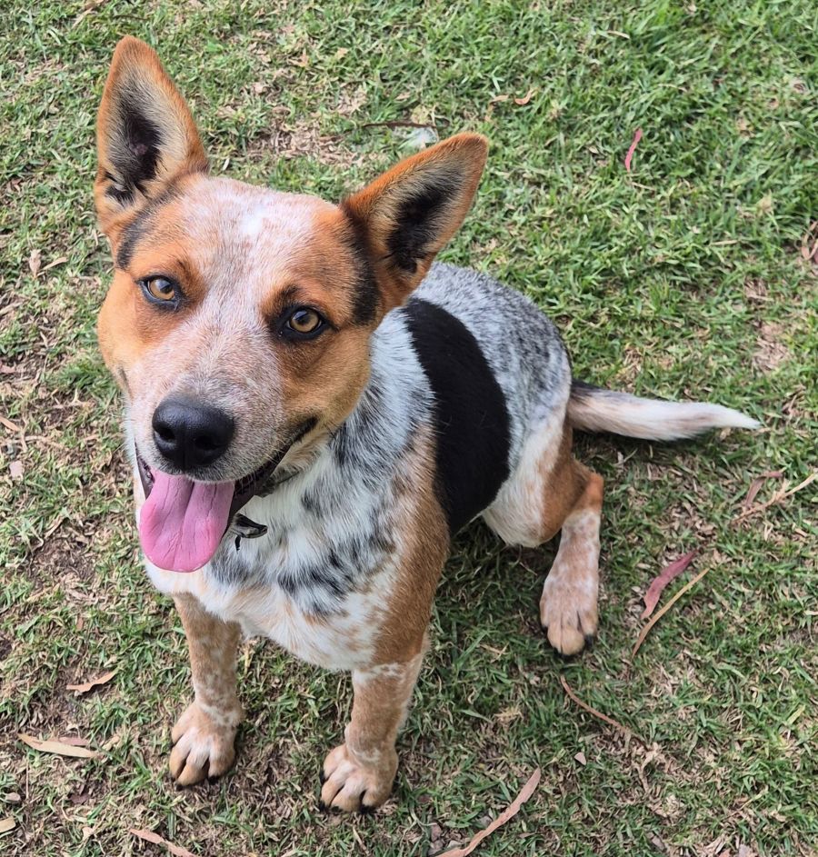 Badger - Medium Female Cattle Dog Mix Dog in NSW - PetRescue
