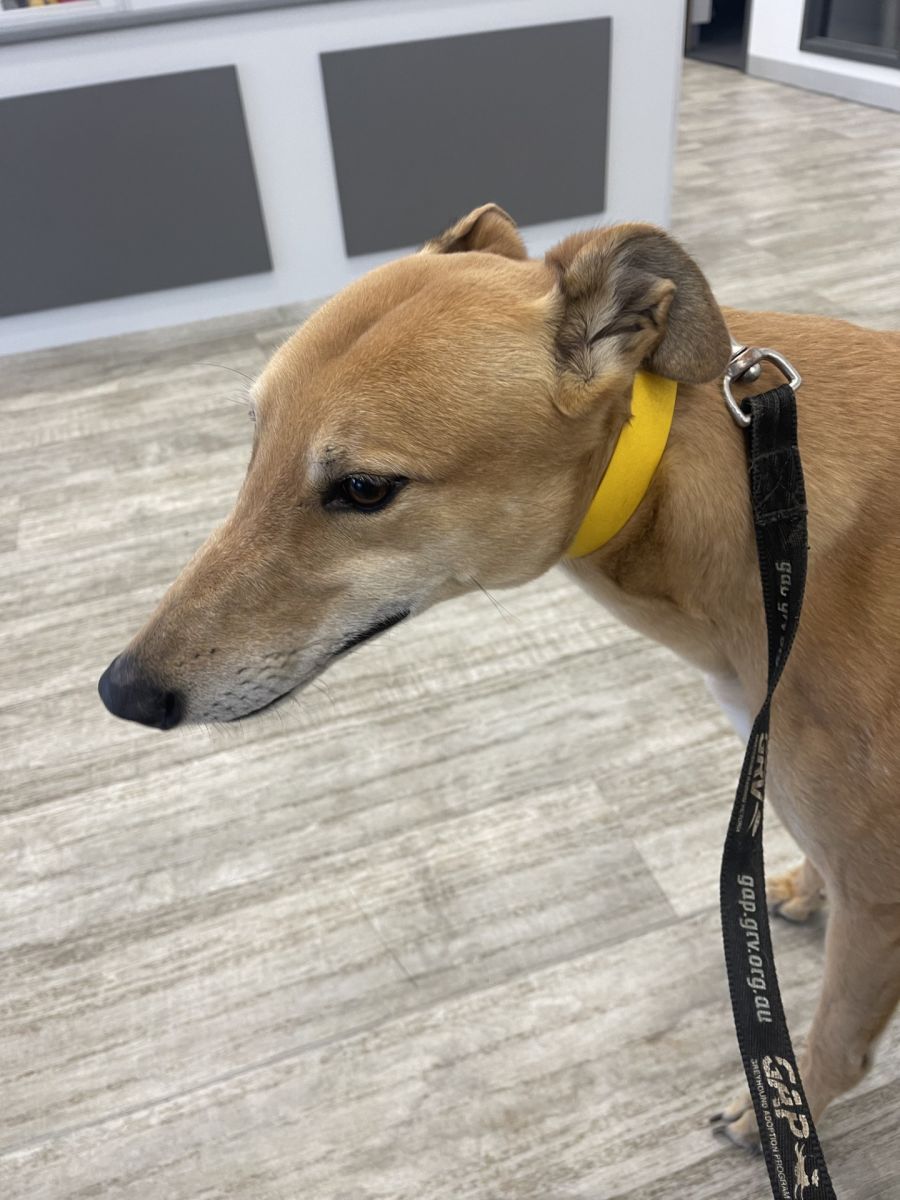 Ollie - Large Male Car Friendly Greyhound Dog in VIC - PetRescue