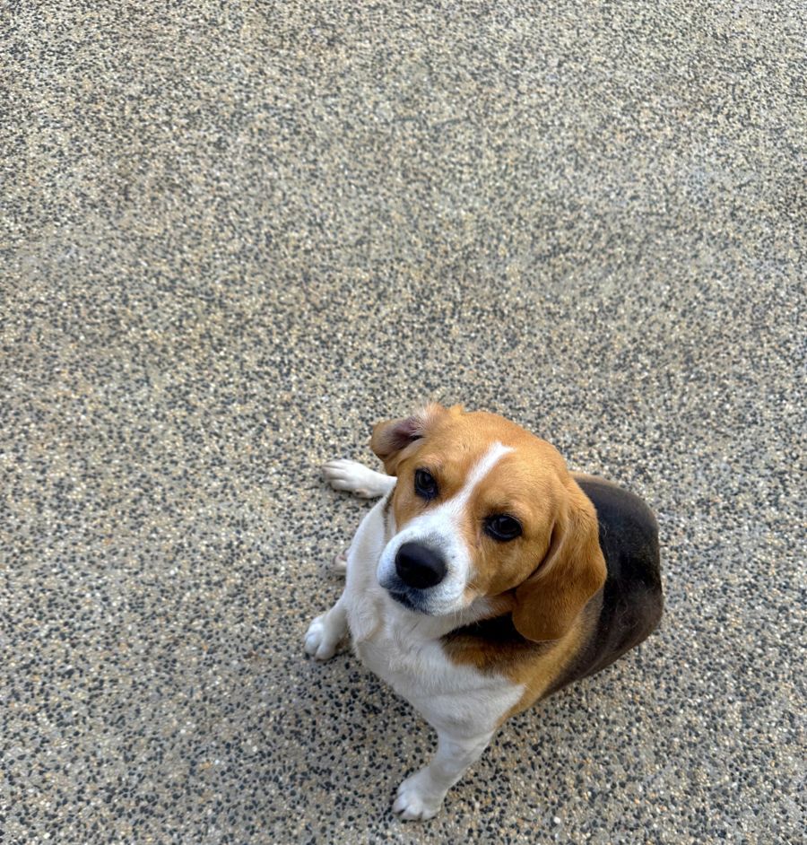 Molly - Medium Female Beagle Dog in VIC - PetRescue