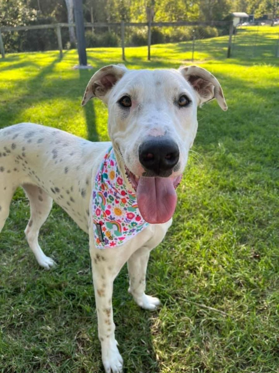 Milko *$150 Adoption Fee* - Medium Male Wolfhound x Australian Cattle ...