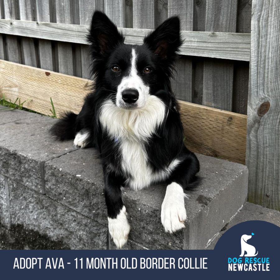 Ava - 11 Month Old Border Collie (Trial) - Medium Female Border Collie ...