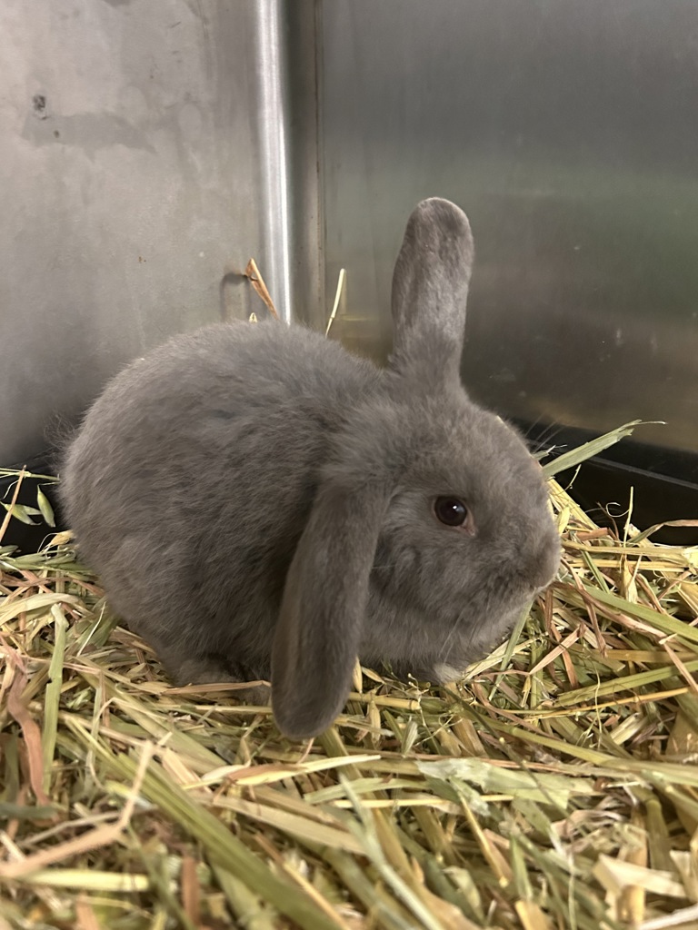 Cinnabun - Female Lop Eared Mix Rabbit in WA - PetRescue