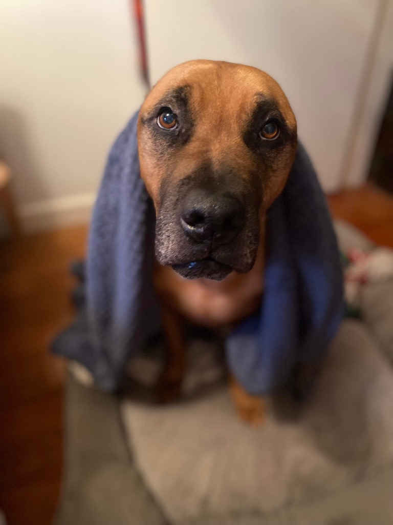 Hunter - Large Male Mastiff x Mixed Breed x Mixed breed Mix Dog in VIC ...