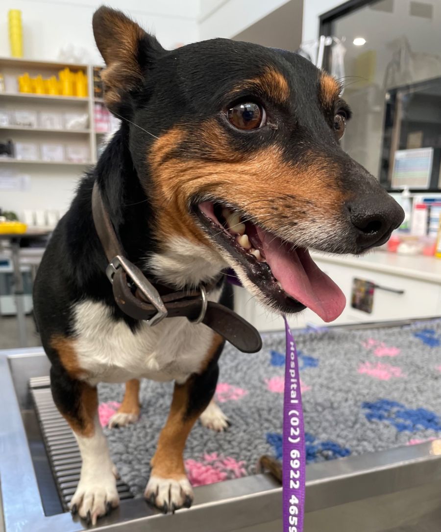 George - Small Male Fox Terrier Mix Dog in NSW - PetRescue