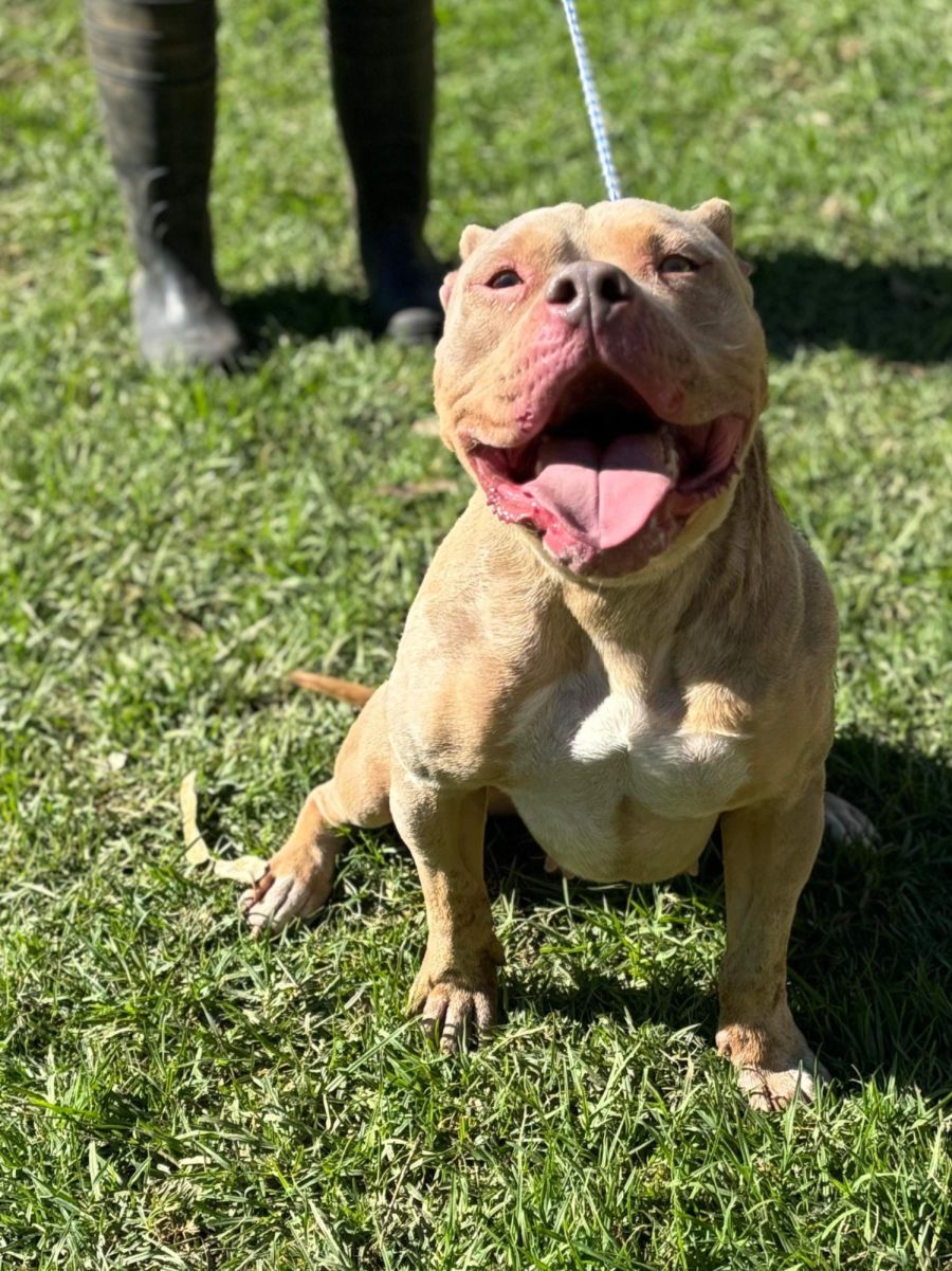 Cherub - Medium Female Staffy Dog in NSW - PetRescue