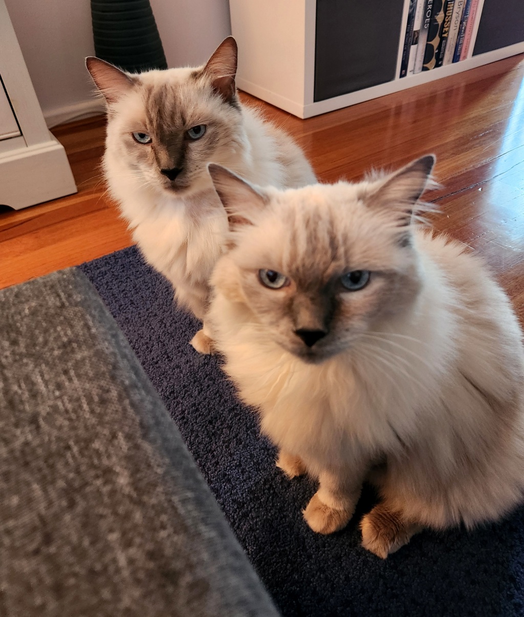 Dola - Female Ragdoll Mix Cat in WA - PetRescue