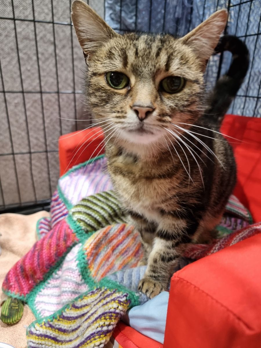 Tigger - Female Domestic Short Hair Cat in VIC - PetRescue