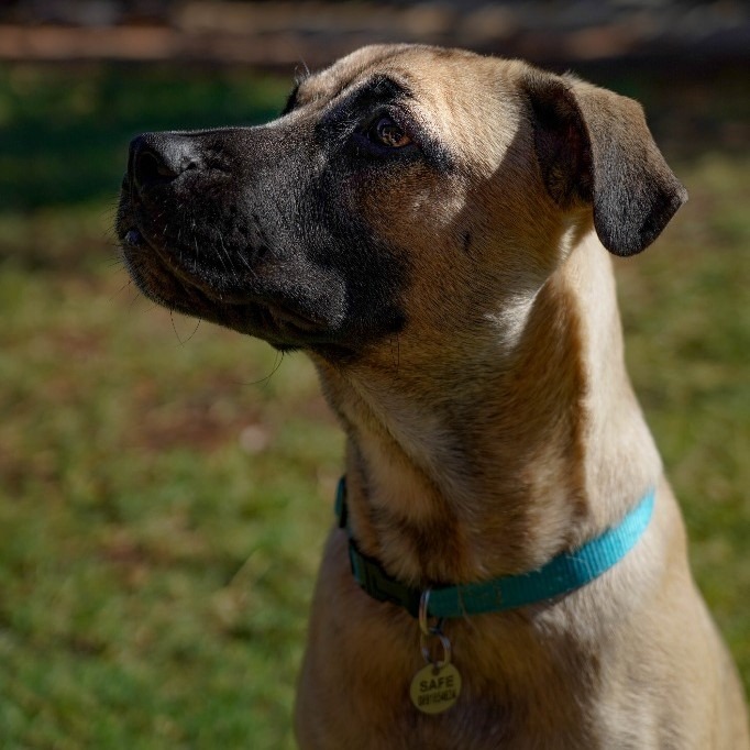Wicket - Medium Male Mixed Breed Mix Dog in WA - PetRescue