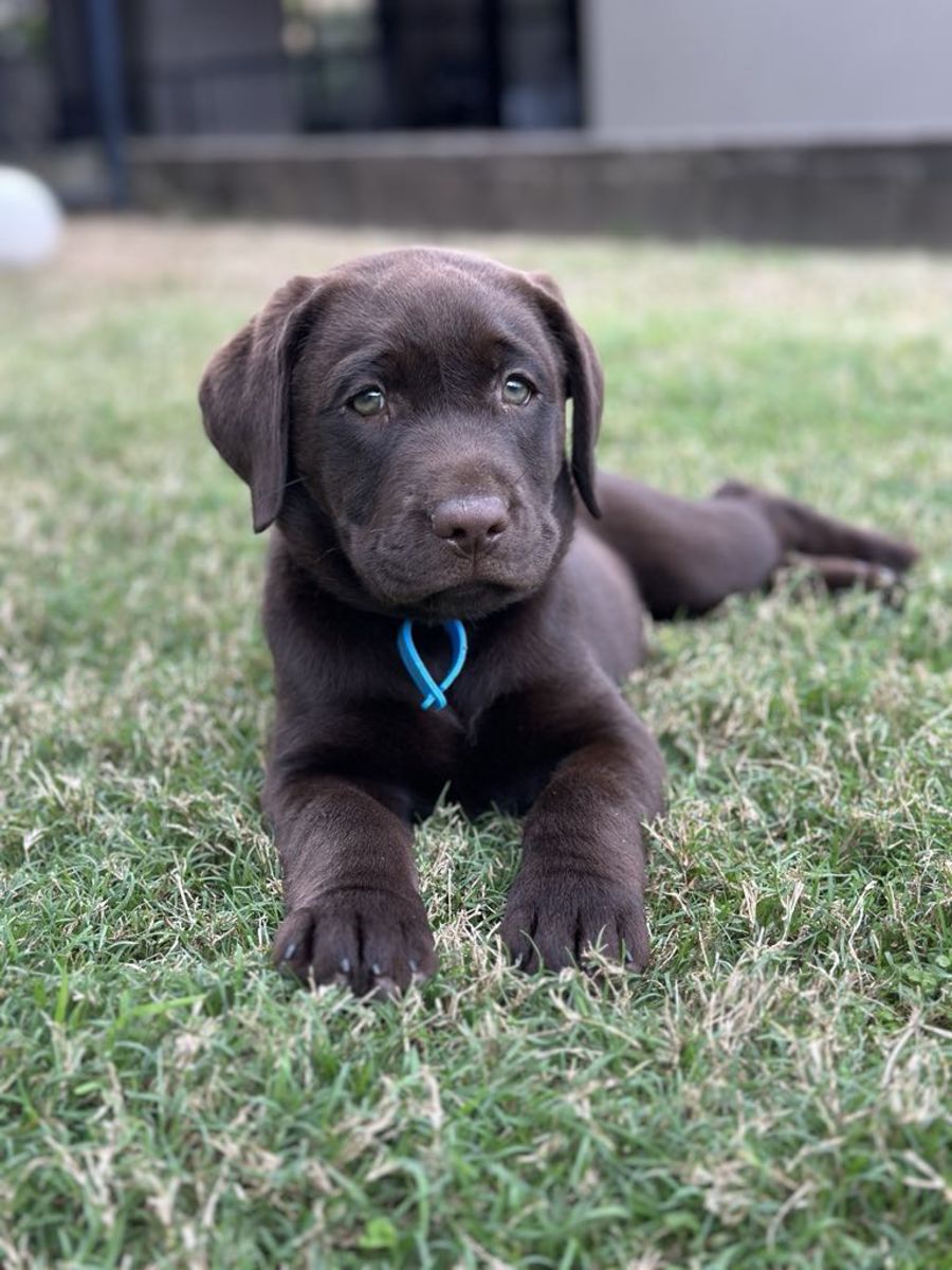 Chip - Large Male Labrador Dog in QLD - PetRescue